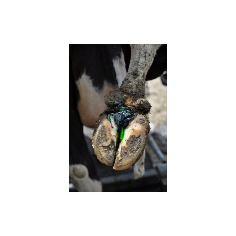 Intracare Hoof-fit gel 330 ml. - IntraCare | Klauwverzorging | Melkvee.shop