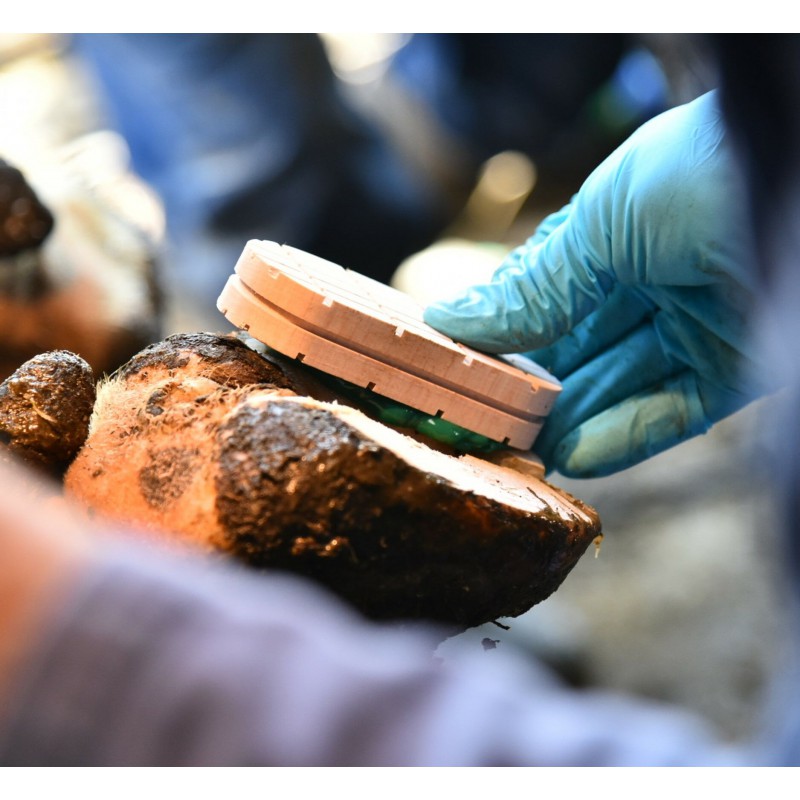 Block Bond Hoof Adhesive 200 ml. - Dutch Hoof Care | Klauwverzorging ...